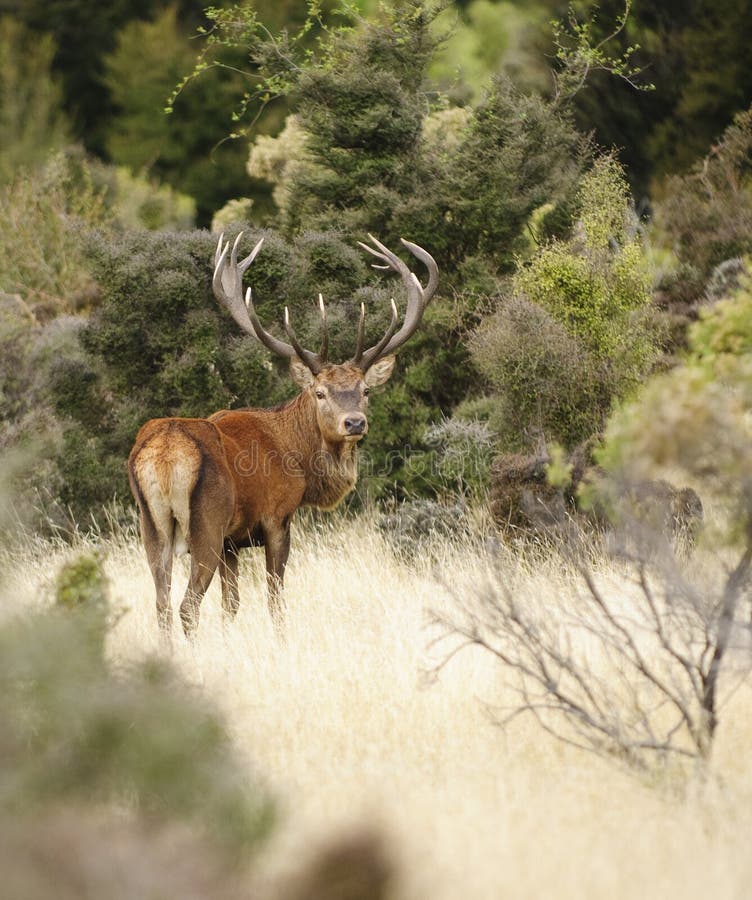 Red deer in New Zealand stock image. Image of stalking - 86556799
