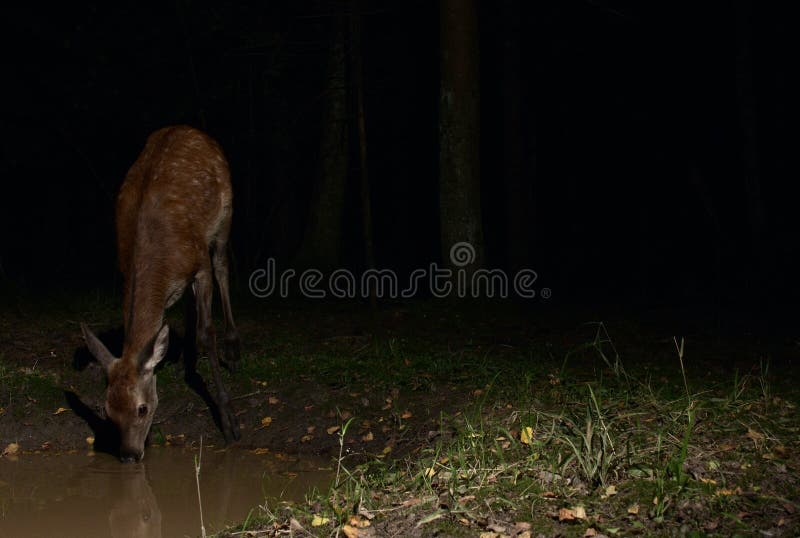 Red deer in night stock image. Image of cameratrap, night - 197960611