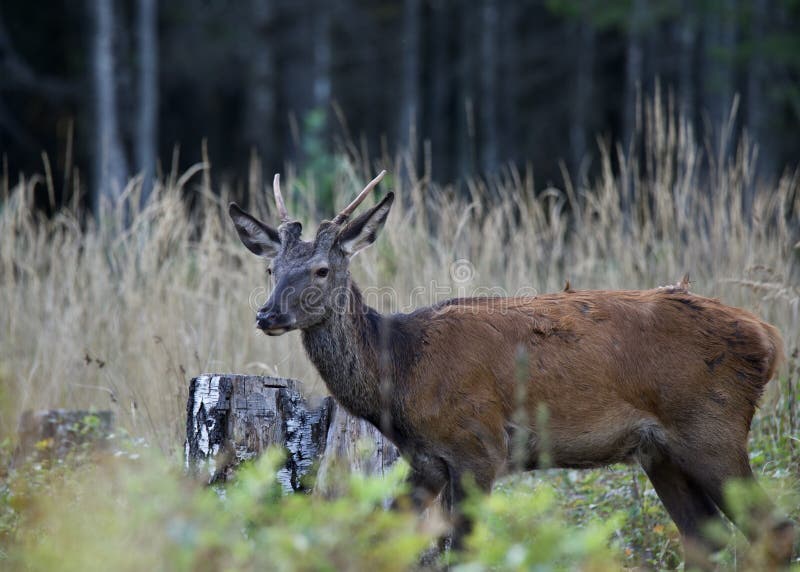 Red deer in day root stock image. Image of bamby, forest - 197960639