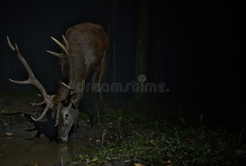 Red deer in night stock image. Image of cameratrap, night - 197960611