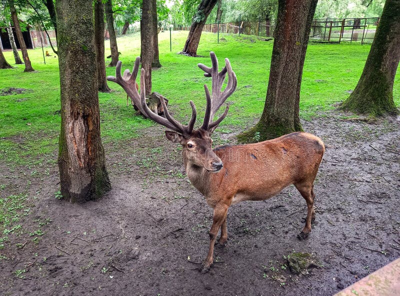 The Red Deer is One of the Largest Deer Species Stock Image - Image of ...