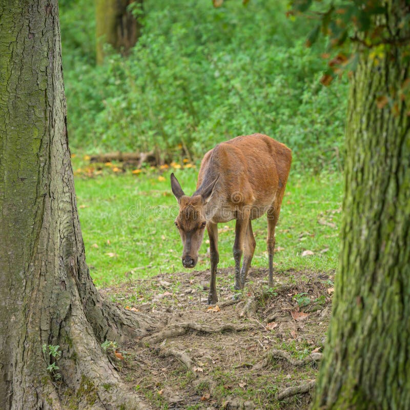 A Red Deer in a Park in Autumn Stock Image - Image of wild, landscape ...