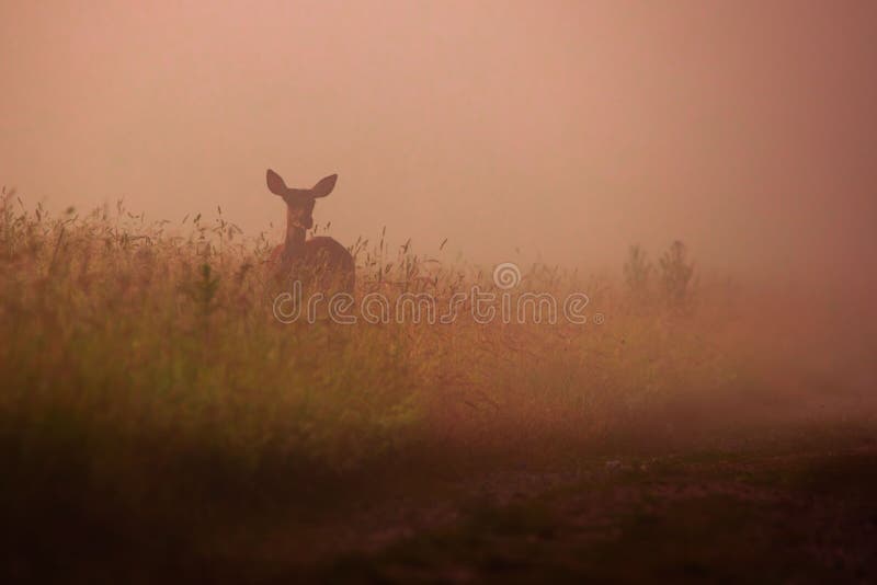 Red Deer in a Pinky Fog in the Forest Stock Image - Image of deer ...