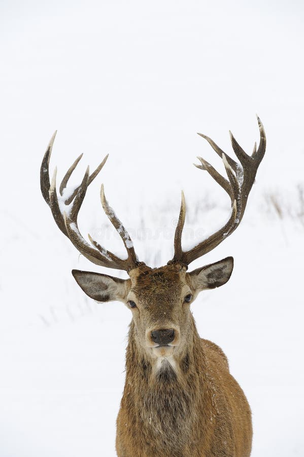 35,948 Deer Head Stock Photos - Free & Royalty-Free Stock Photos from ...