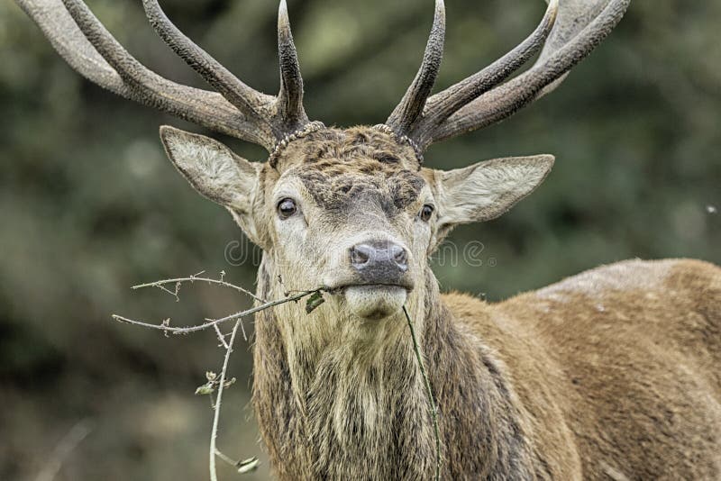 Red Deer stock photo. Image of mammals, deer, toed, wildlife - 60444188