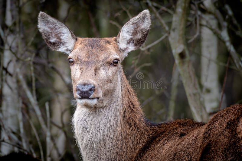 Red deer portrait stock image. Image of cute, ears, animal - 162172517