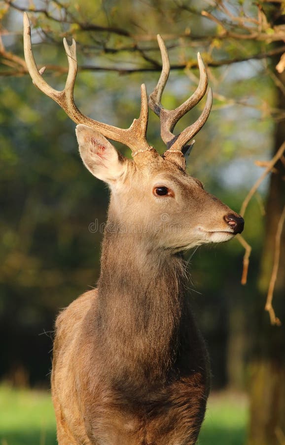 Red deer portrait stock image. Image of grand, mammal - 90792827
