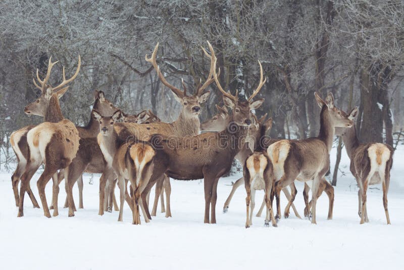 Red Deer Portrait on Snow and Forest in Winter Time Stock Image - Image ...