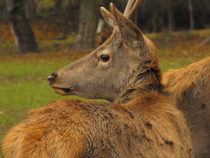 Red deer portrait stock image. Image of listening, wild - 54421981
