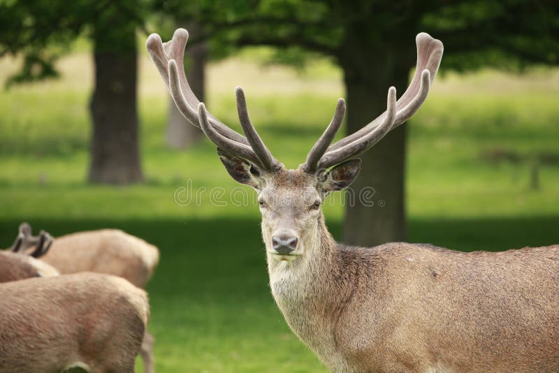 Red Deer stock image. Image of female, buck, natural - 54682981
