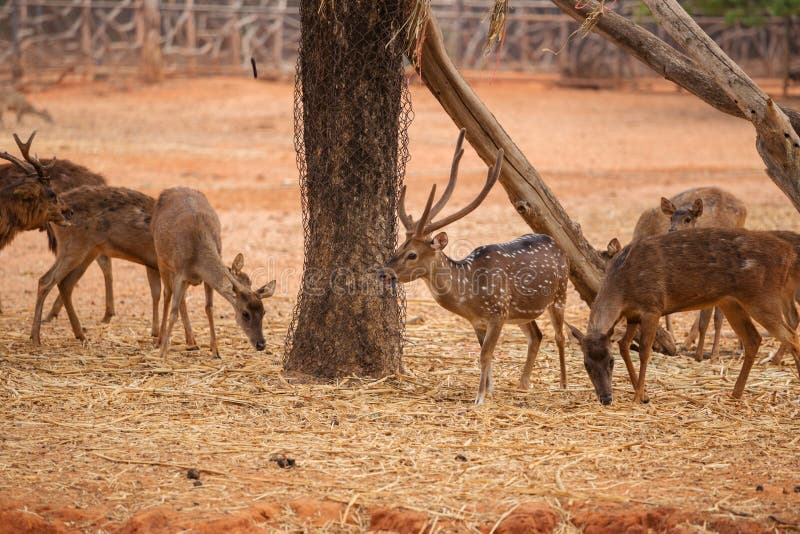 Red deer on red dry soil stock photo. Image of standing - 88865128