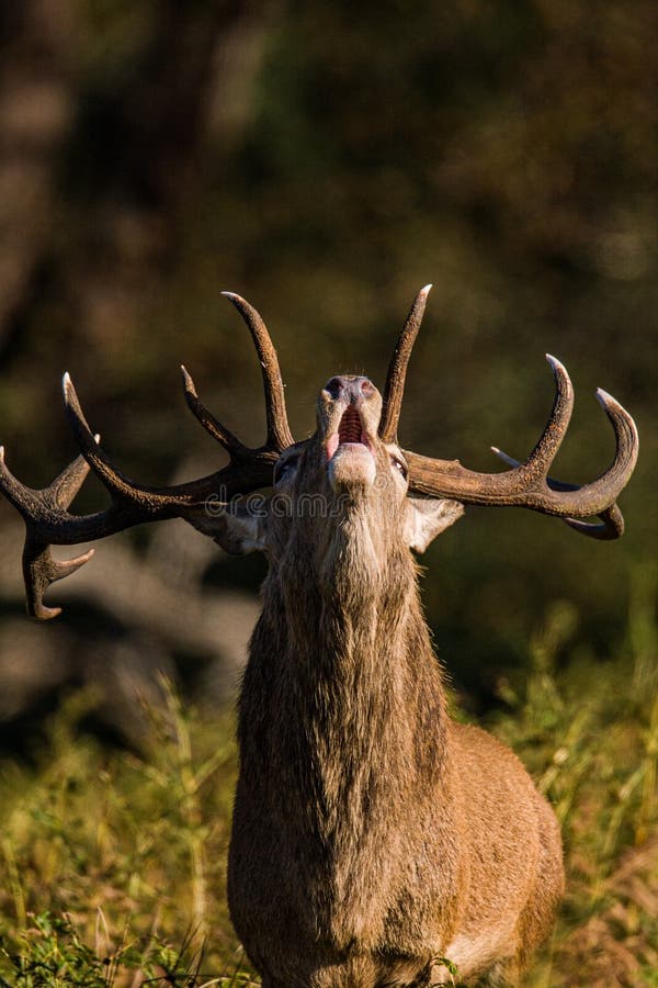 Red Deer Roaring in the Annual Deer Rut Stock Photo - Image of grass ...