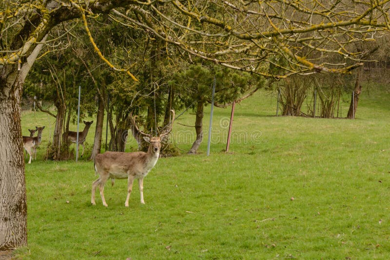 Red Deer and Roe Deer on Meadow Stock Image - Image of wilderness ...