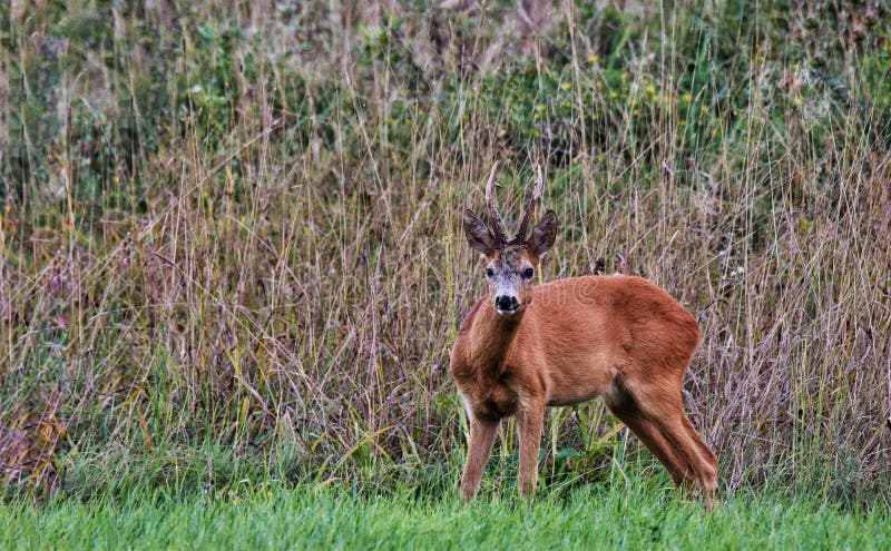 Red Deer Roe on a Green Field Behind Stock Photo - Image of field, look ...