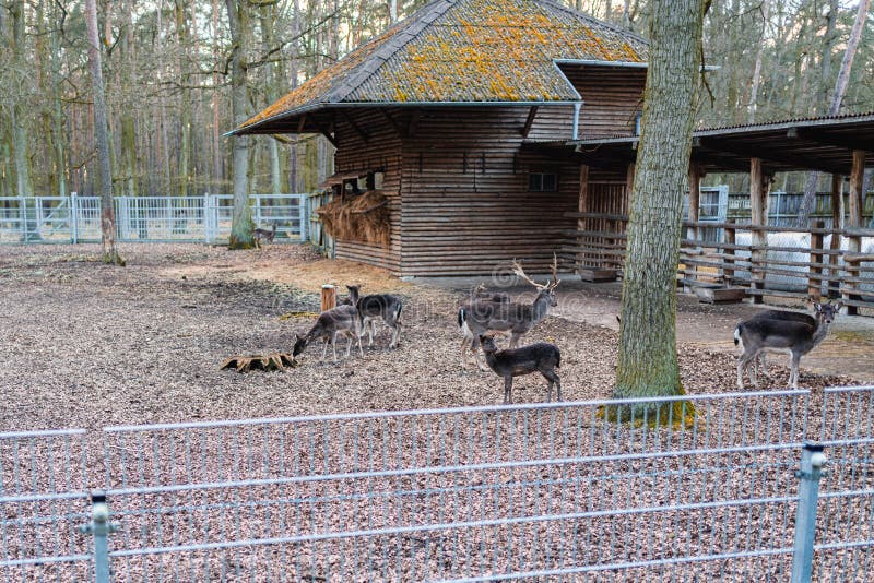 Red Deer and Roe Deer in the Yard in Autumn. Animal. Stock Photo ...