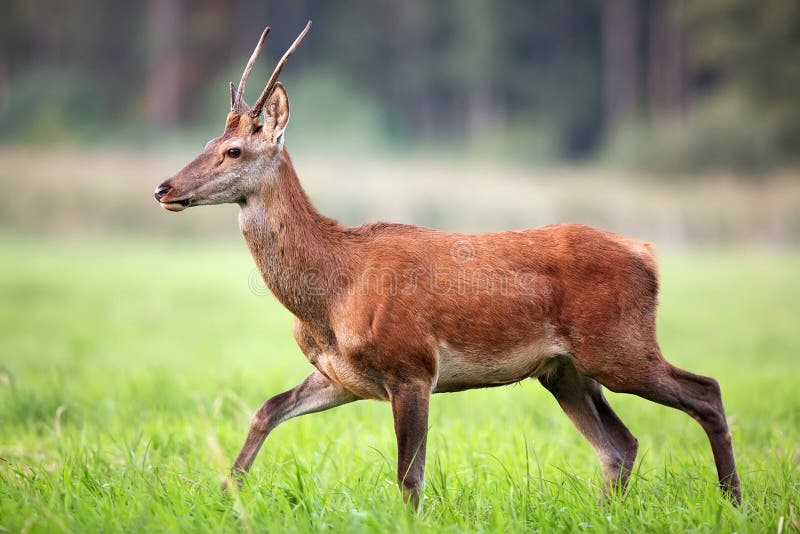 Red Deer on the Run in the Wild Stock Image - Image of poland, stag ...