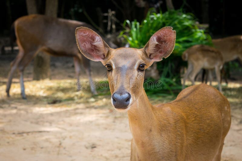 Red Deer on the Run in the Wild Stock Image - Image of meadow ...