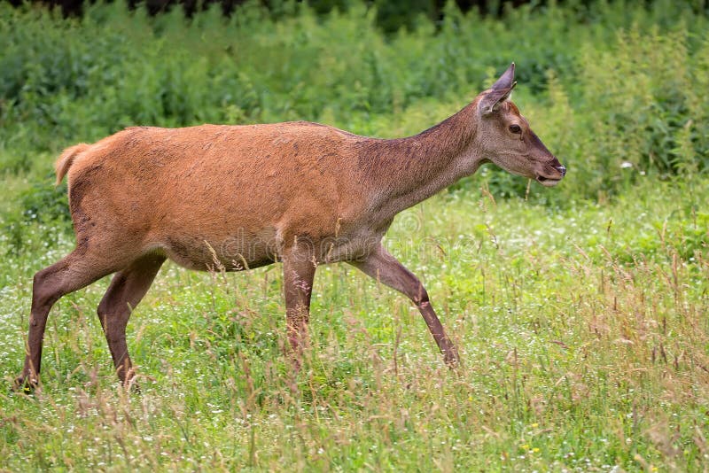 Red Deer on the Run in the Wild Stock Photo - Image of roaring, looking ...