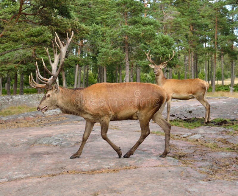 Red Deer Running (focus on Head) Stock Photo - Image of field, habitat ...