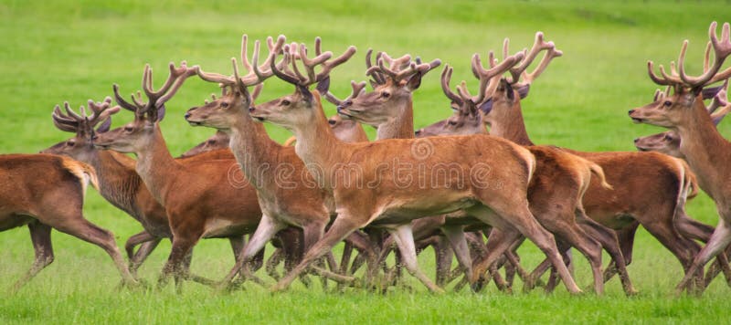 Red deer running stock image. Image of animals, herd - 73702871