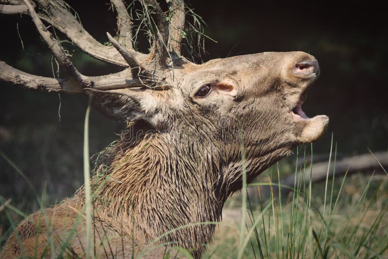 Red deer in runting season stock photo. Image of stag - 78316372