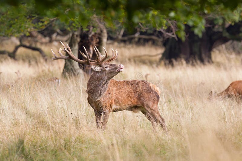 Red Deer Stag stock image. Image of park, deer, parkland - 329469