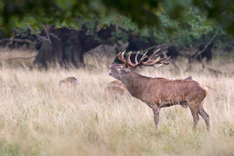 Red deer rut in Denmark stock photo. Image of dyrehave - 42948882