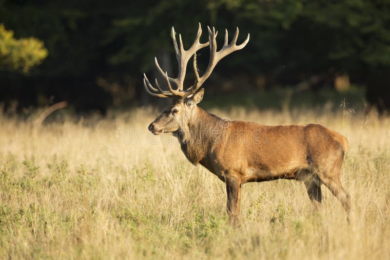 Red Deer Rut stock image. Image of animal, stag, bracken - 51143593