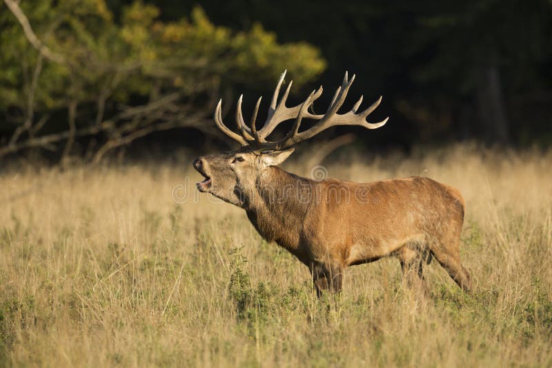 Red Deer Rut stock image. Image of saseon, animal, trees - 51143603