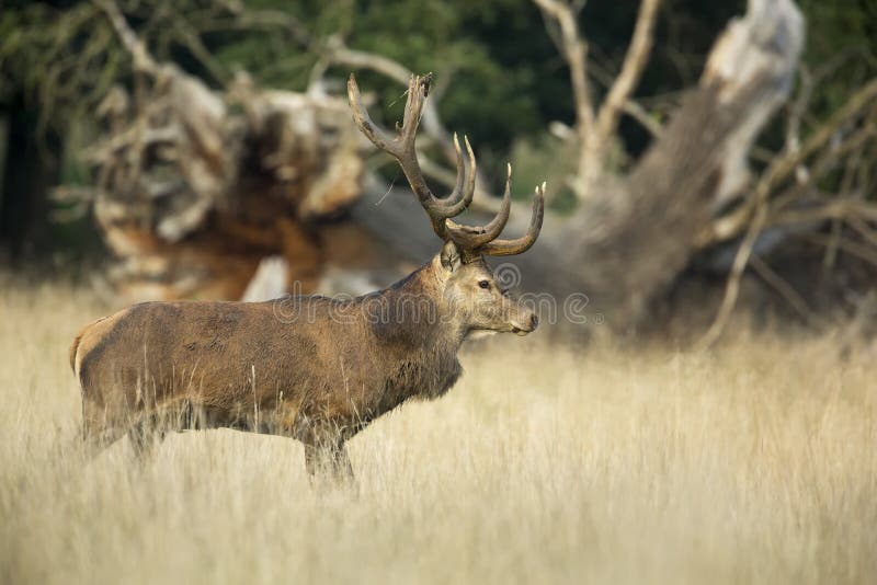 Red Deer Rut stock photo. Image of woodland, trees, powerful - 51143634