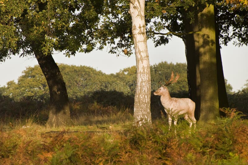 Red Deer Rutting Season Autumn Fall Stock Photo - Image of meadow ...