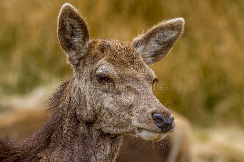 Red Deer in the Scottish Highlands Stock Photo - Image of scotland ...