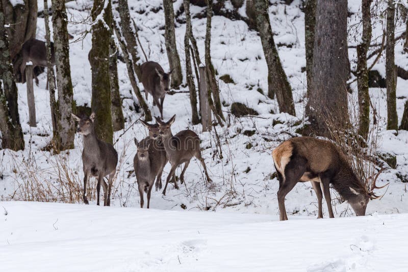 Red Deer on Snow Background Stock Image - Image of hunt, mammal: 64749067