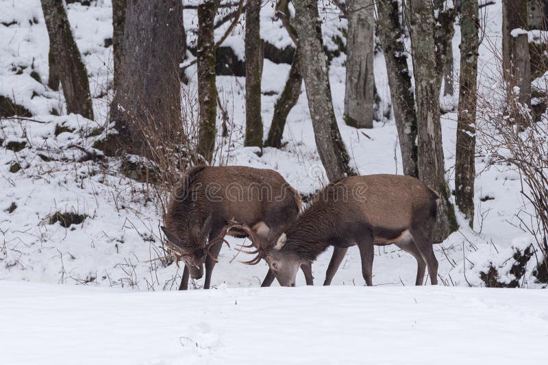 Red Deer on Snow Background Stock Photo - Image of wild, mountain: 64749076