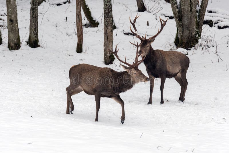 Red Deer on Snow Background Stock Photo - Image of mountain, landscape ...