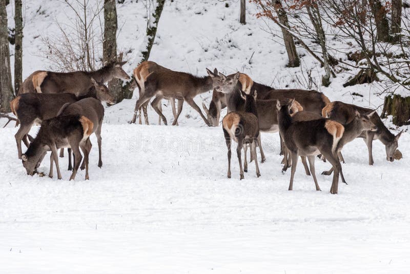 Red Deer on Snow Background Stock Image - Image of forest, cervus: 64749083