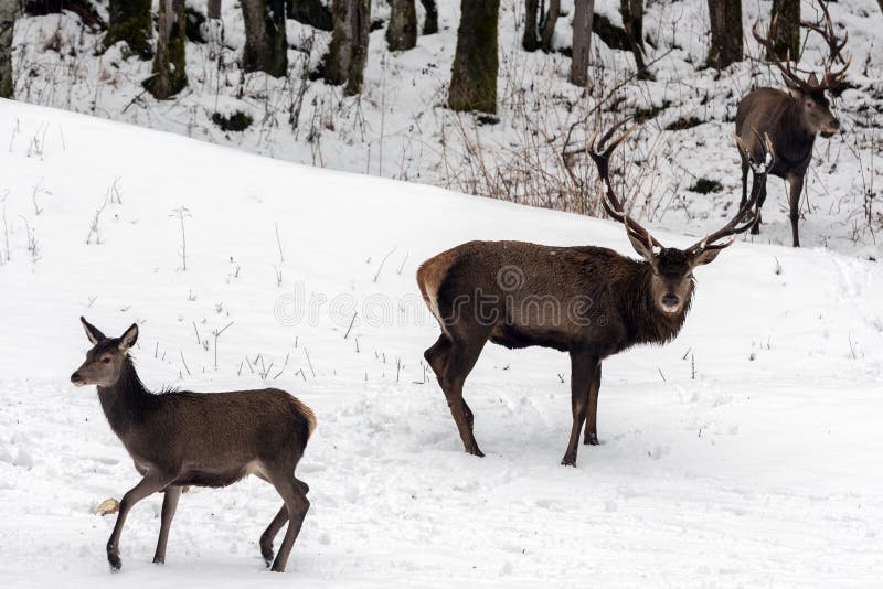 Red Deer on Snow Background Stock Photo - Image of wild, young: 64749088