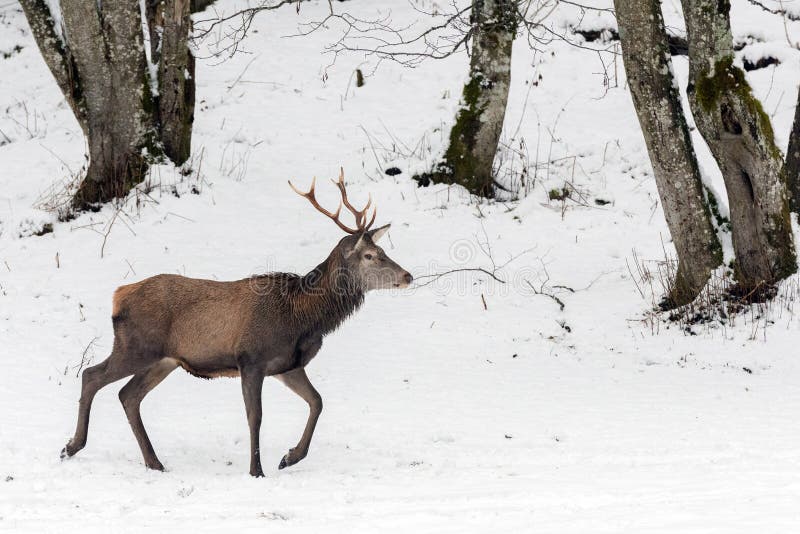 Red Deer on Snow Background Stock Image - Image of young, elaphus: 64749091