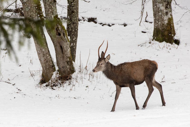 Red Deer on Snow Background Stock Photo - Image of snow, animal: 64749092