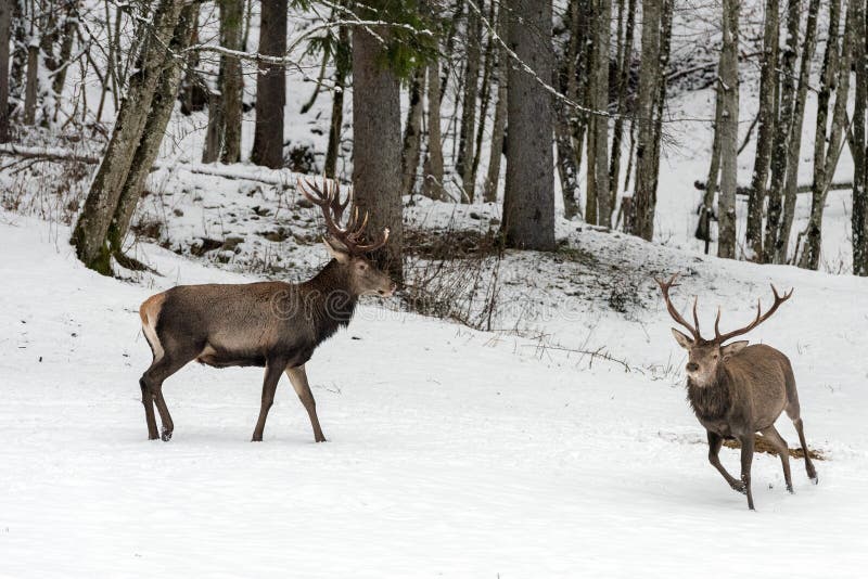 Red Deer on Snow Background Stock Photo - Image of reindeer, landscape ...