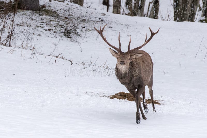 Red Deer on Snow Background Stock Image - Image of herd, deer: 64749103