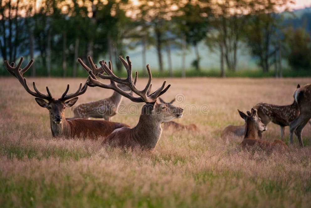 Red Deer Stack Resting in the Grass with Family at Sunset Stock Image ...