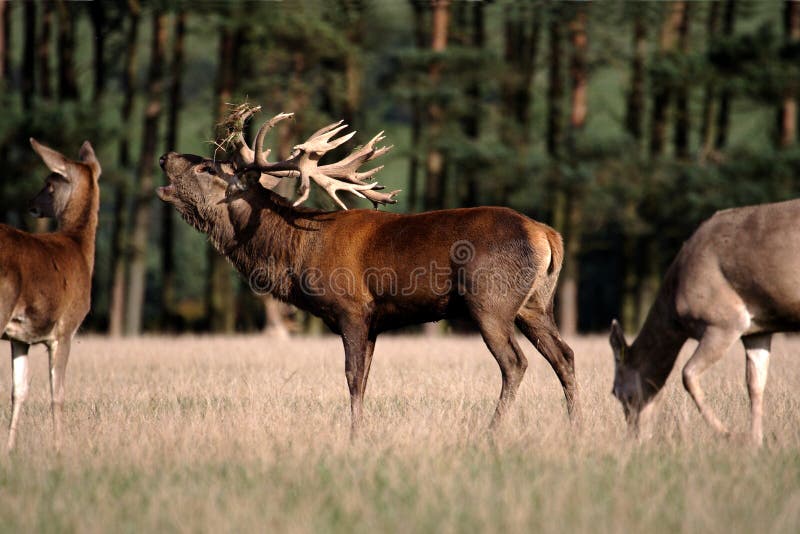 Red Deer Stag stock image. Image of park, deer, parkland - 329469