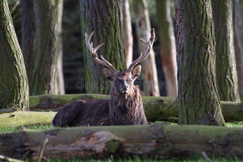 The stag stock photo. Image of tree, mammal, pelt, deer - 401104