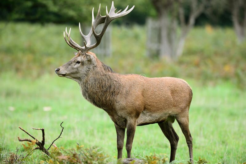 Stag portrait (red deer) stock photo. Image of deer, animal - 10459752