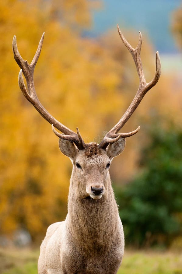 Red Deer Stag stock image. Image of fauna, rutting, antler - 23789009