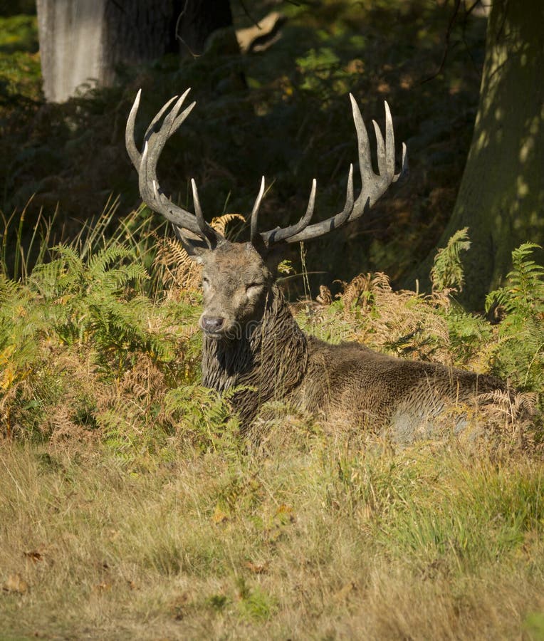 Red Deer Stag stock photo. Image of deer, cervus, wallow - 27168866