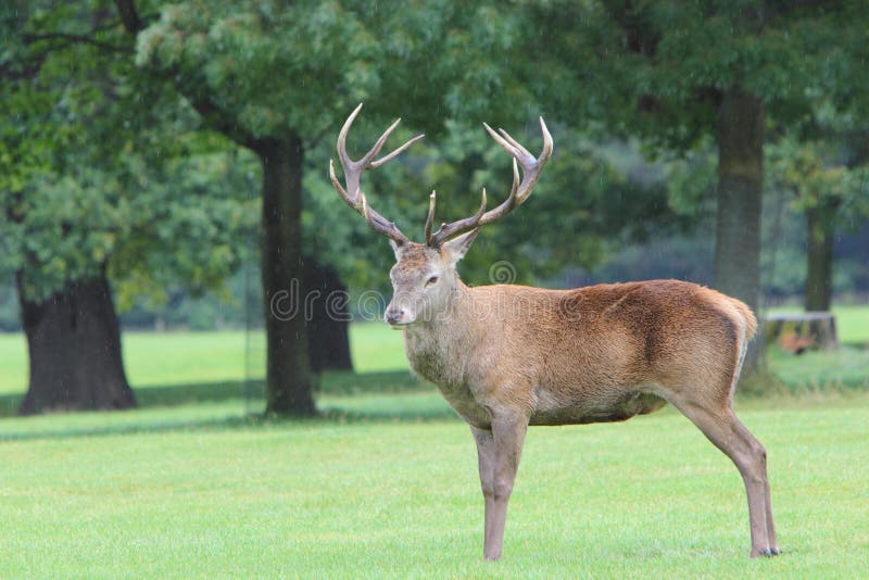 Red deer stag stock image. Image of nature, male, mammal - 27406303