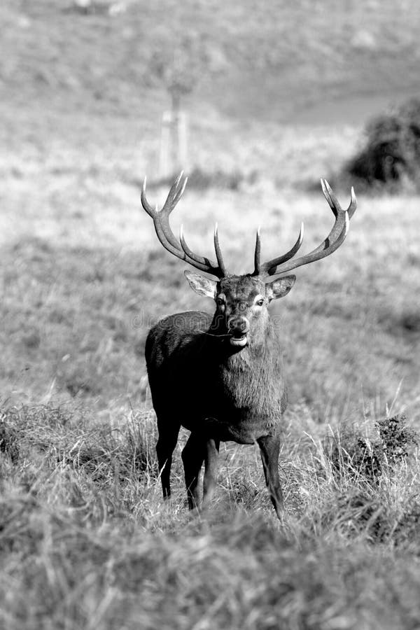 Red Deer Stag stock image. Image of park, deer, parkland - 329469