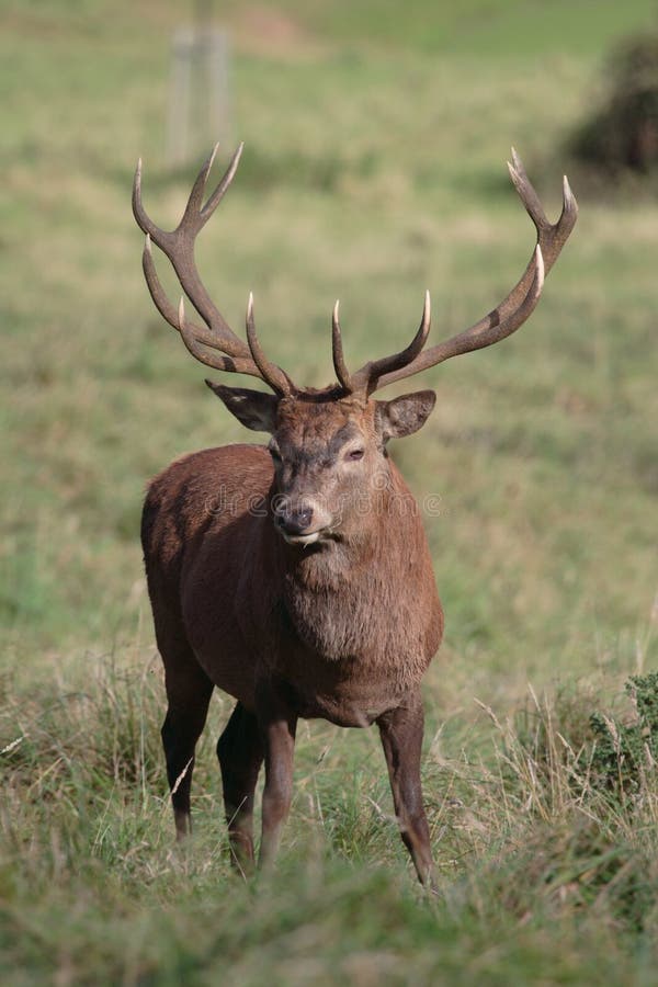 25,119 Red Deer Stag Stock Photos - Free & Royalty-Free Stock Photos ...